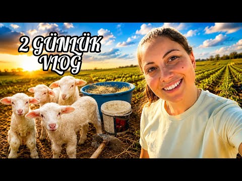 KUZULAR BÜYÜYOR🐑 BAHÇEYE ÇAPA YAPTIK! 🪏AYÇİÇEKLERE BORU YAYIYORUZ💦TAŞ FIRINDA PİZZA🍕 