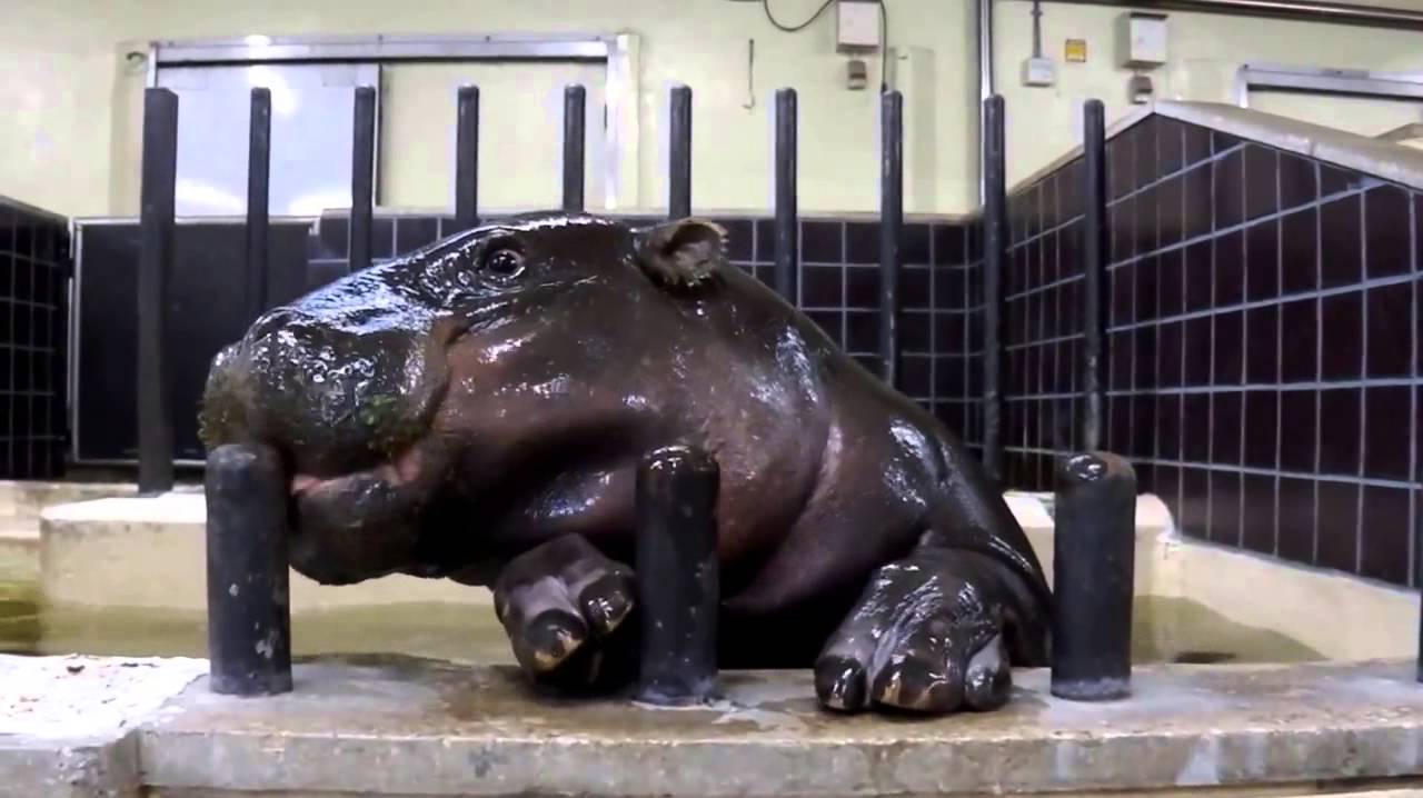 Curious Baby Hippo - YouTube