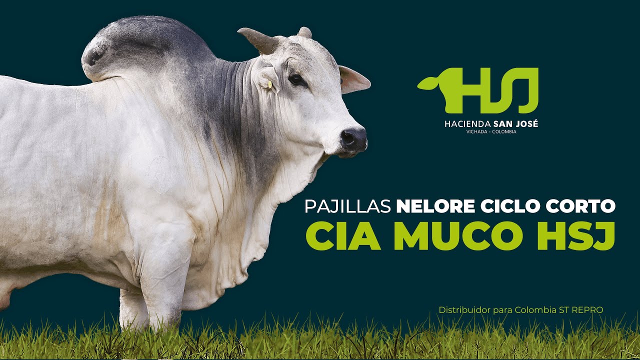 Toro CIA Muco HSJ | Pajillas Nelore Ciclo Corto | Hacienda San José ...