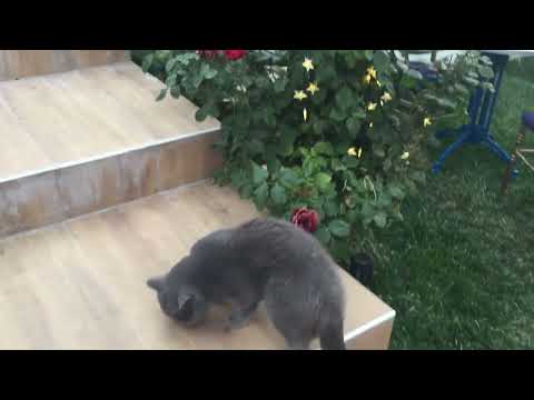 Leo bugün bana yüz vermiyor #cat #cats #kediler #catsvideo #kedilerindünyası