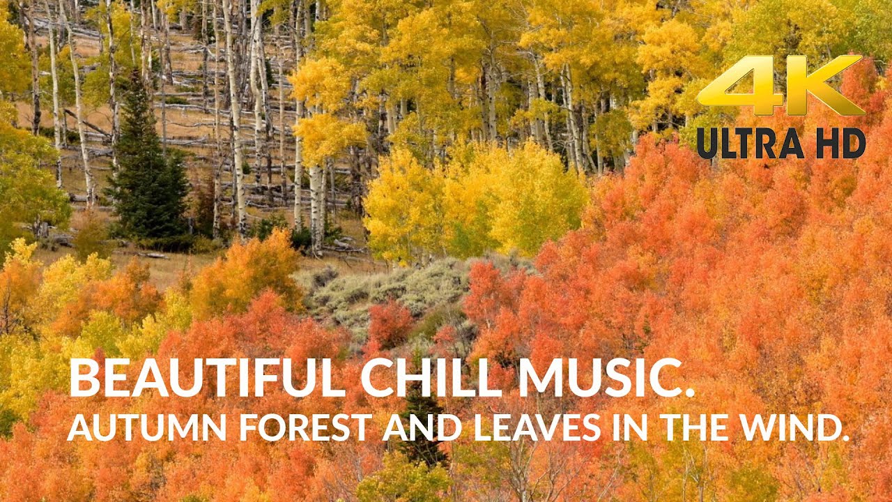 Beautiful Chill Music. Autumn forest and leaves in the wind. 4K - YouTube
