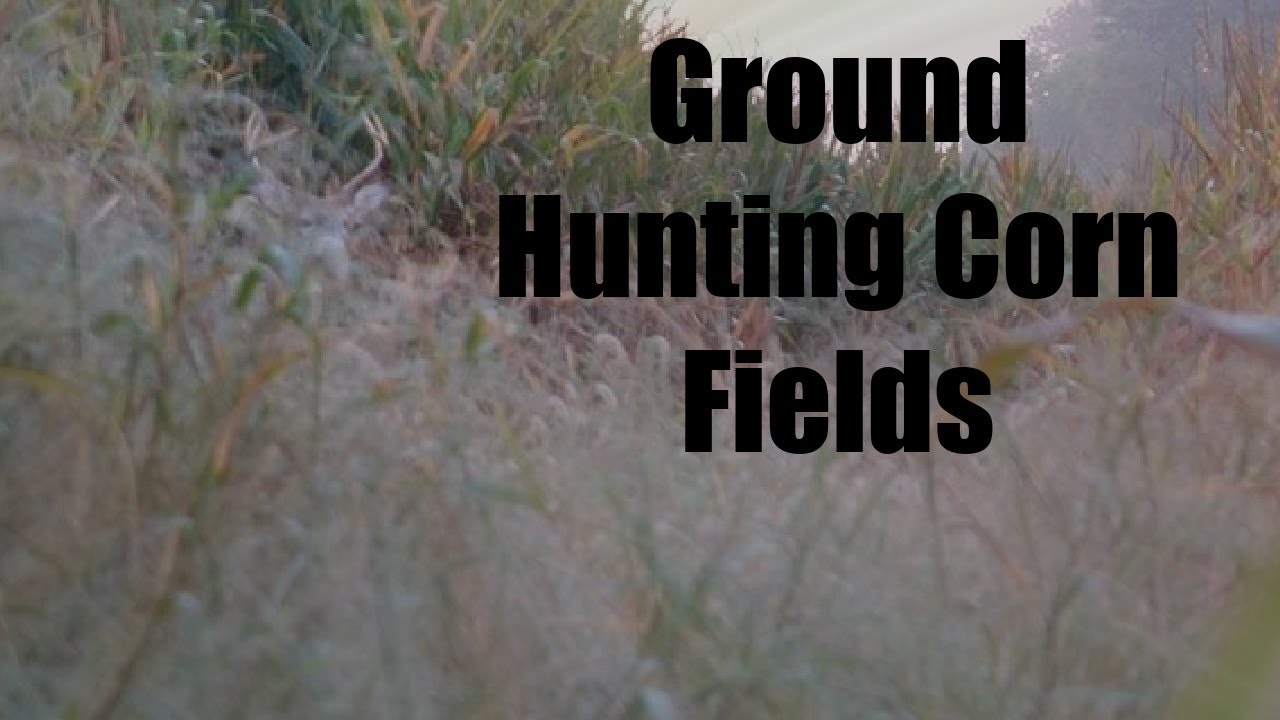 Ground Hunting Corn Fields - YouTube