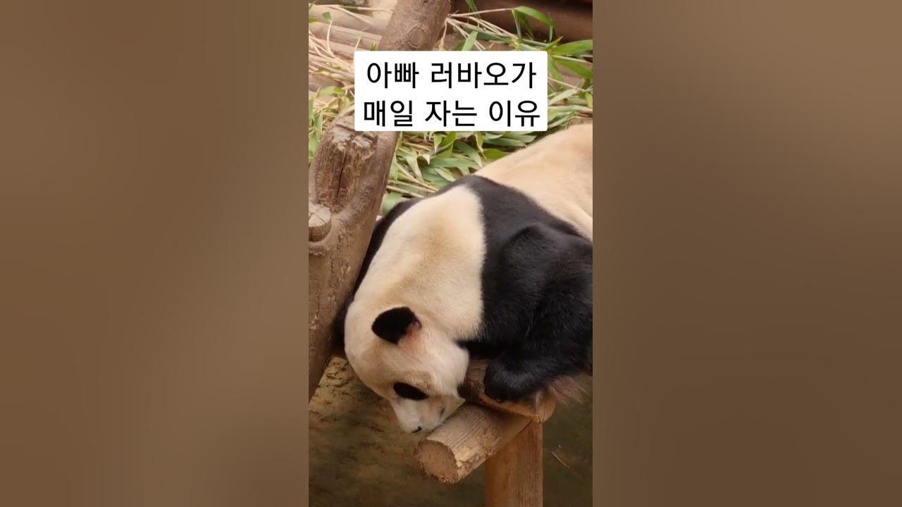 아빠 판다 러바오는 항상 피곤해 Youtube