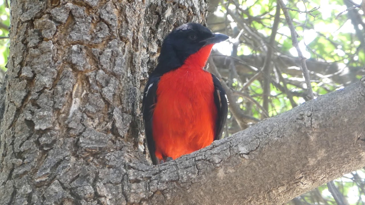 Buzzing Bird - YouTube