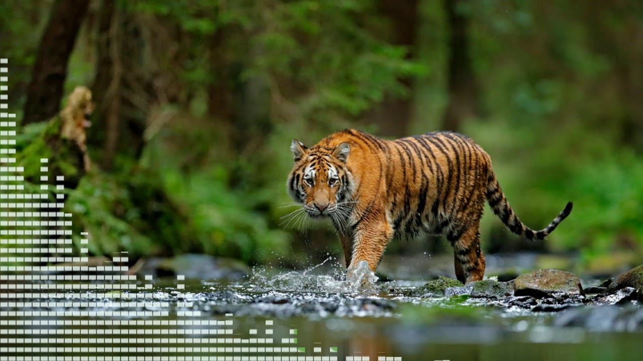 WILD(MUSIC) BY MUSIC PRODUCTION - YouTube