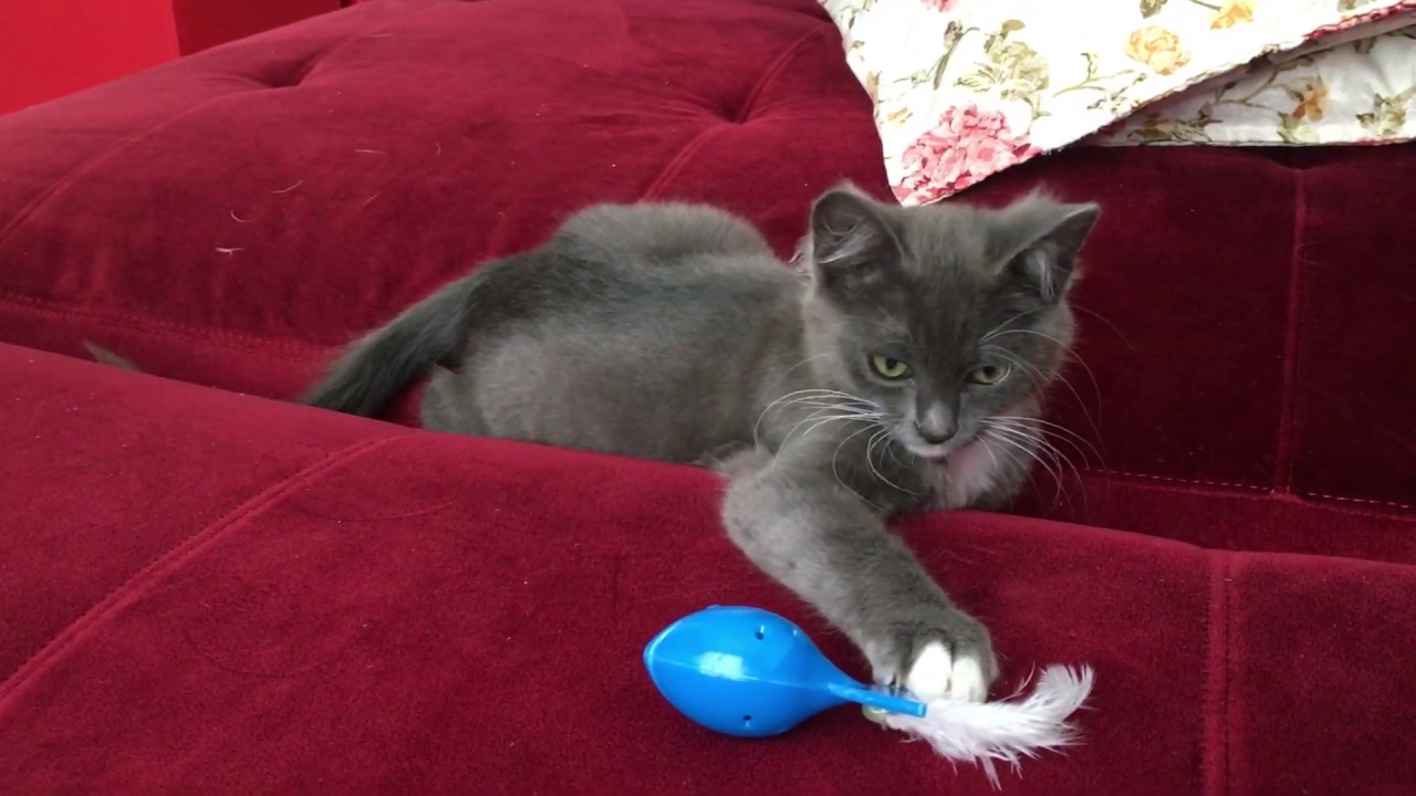 VIREI UM YOUTUBER! Primeiro vídeo do Like o Gato Loko! - YouTube