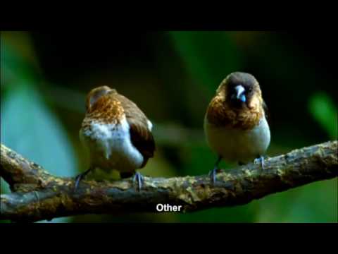 The Bath Of Birds