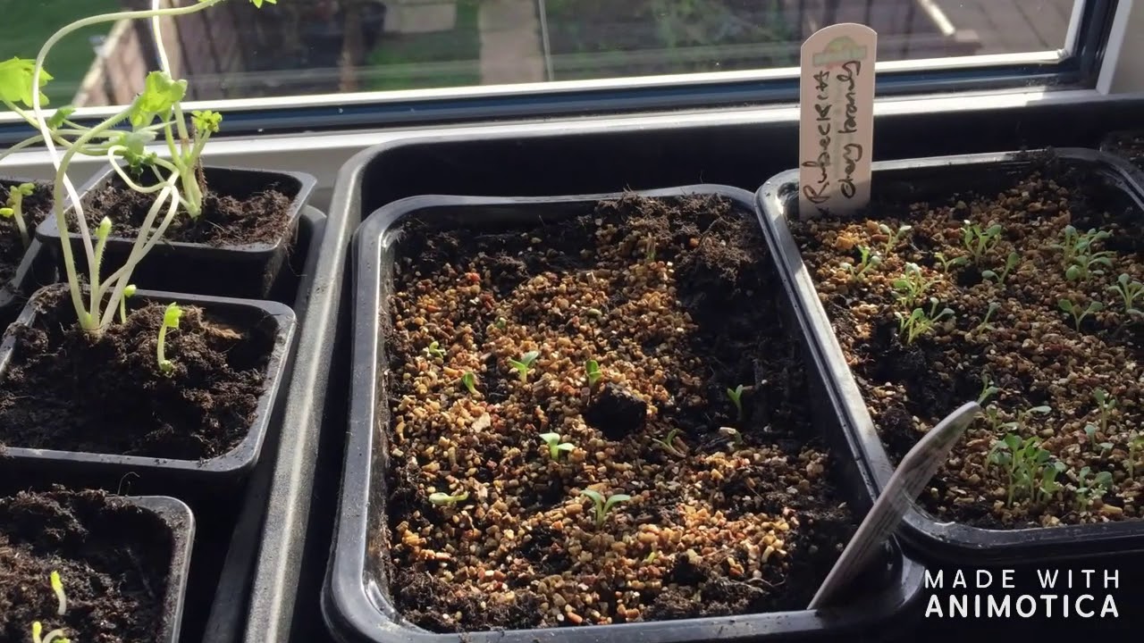 january 2020 first seeds sown - YouTube