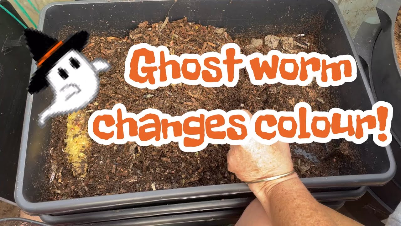 Ghost worm changes colour in Teenie! - YouTube