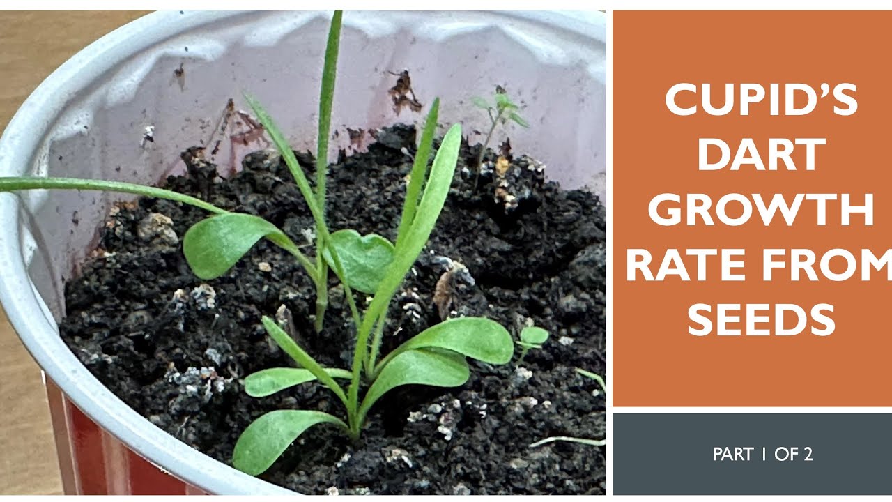 GROWING CUPID’s DART FROM SEEDS I WEEKLY PROGRESS l Catananche caerulea ...