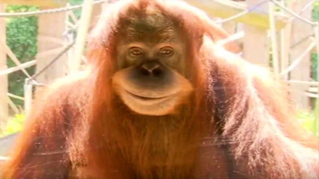 Top 5 Affe - YouTube