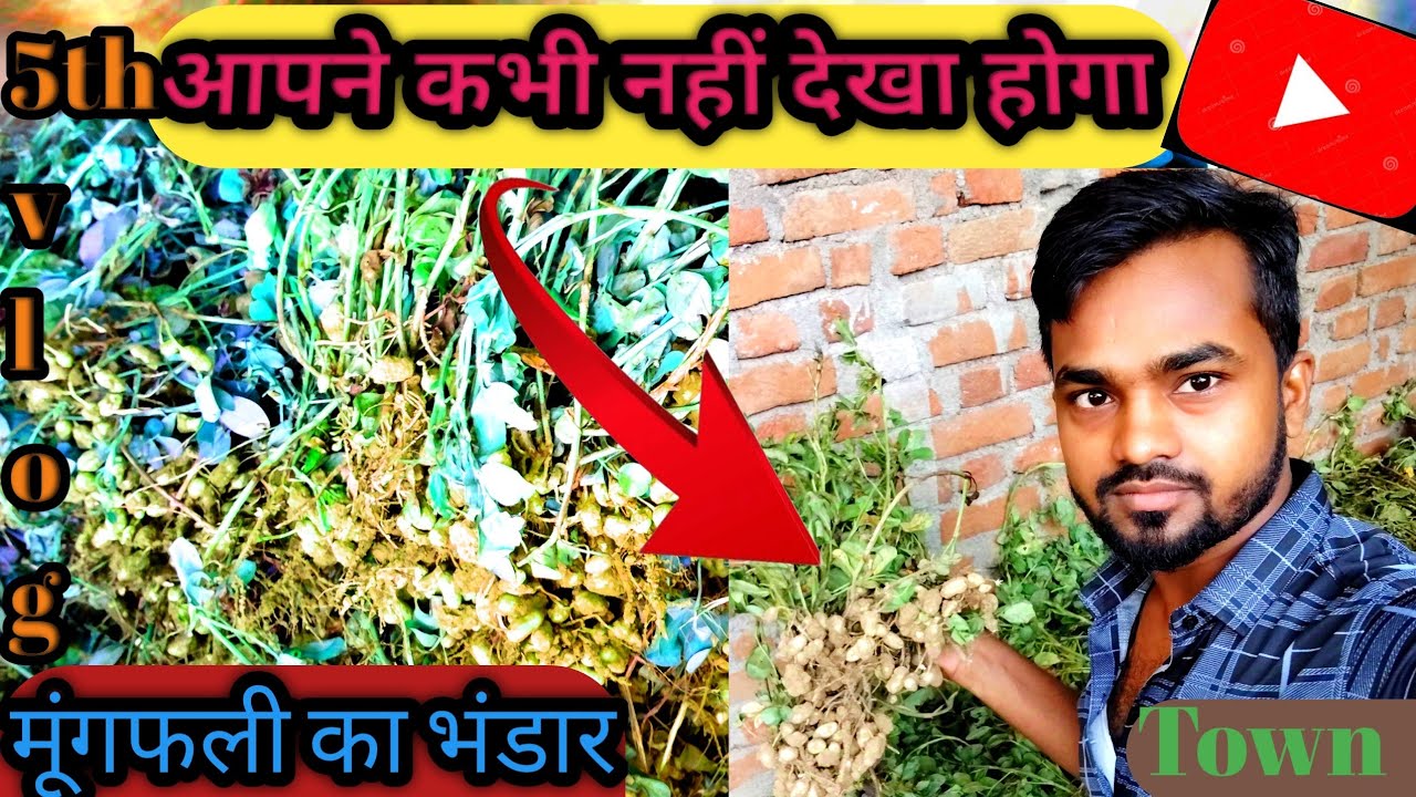 मूंगफली का भंडार ll UP me ll 🔥 Best mungfali for UP - YouTube