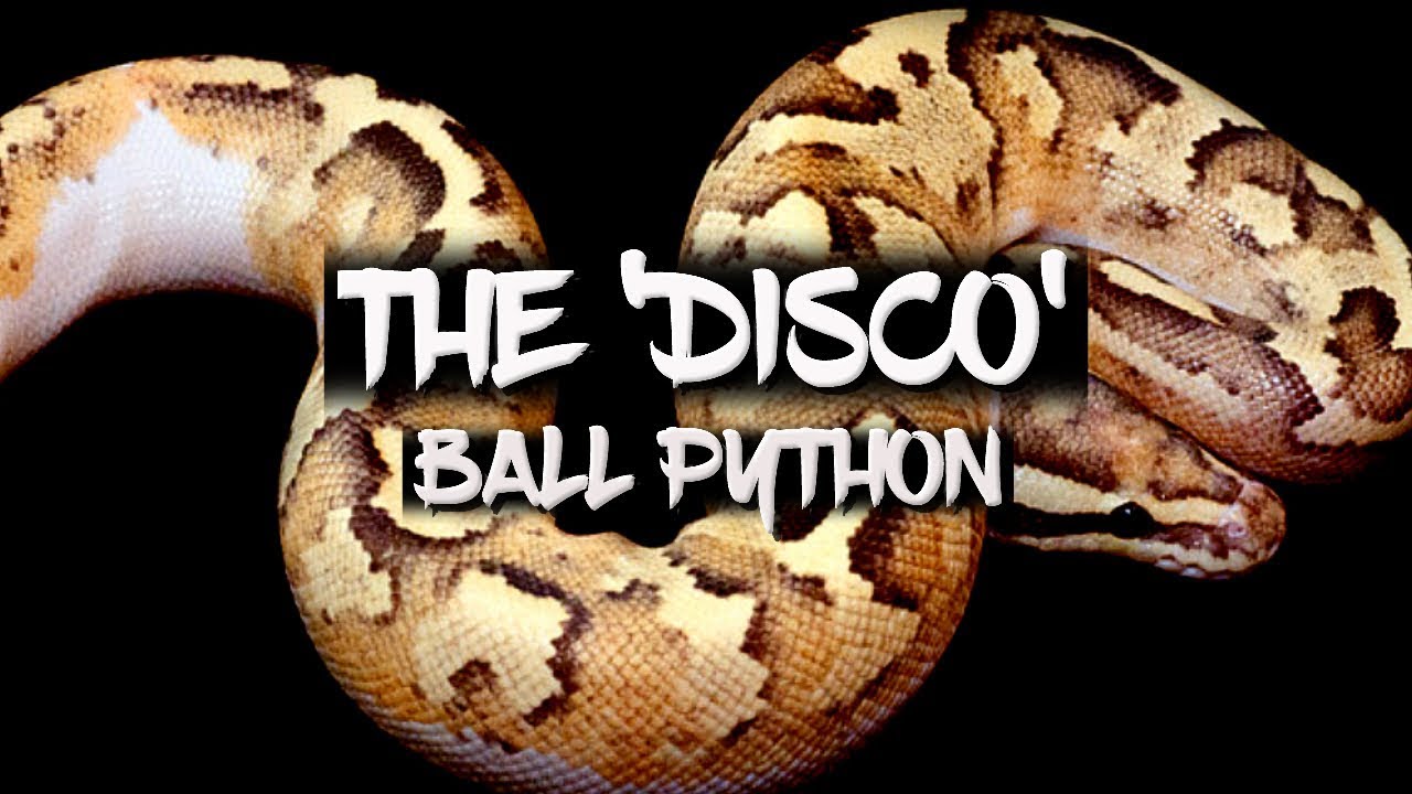 Disco Fire Ball Python