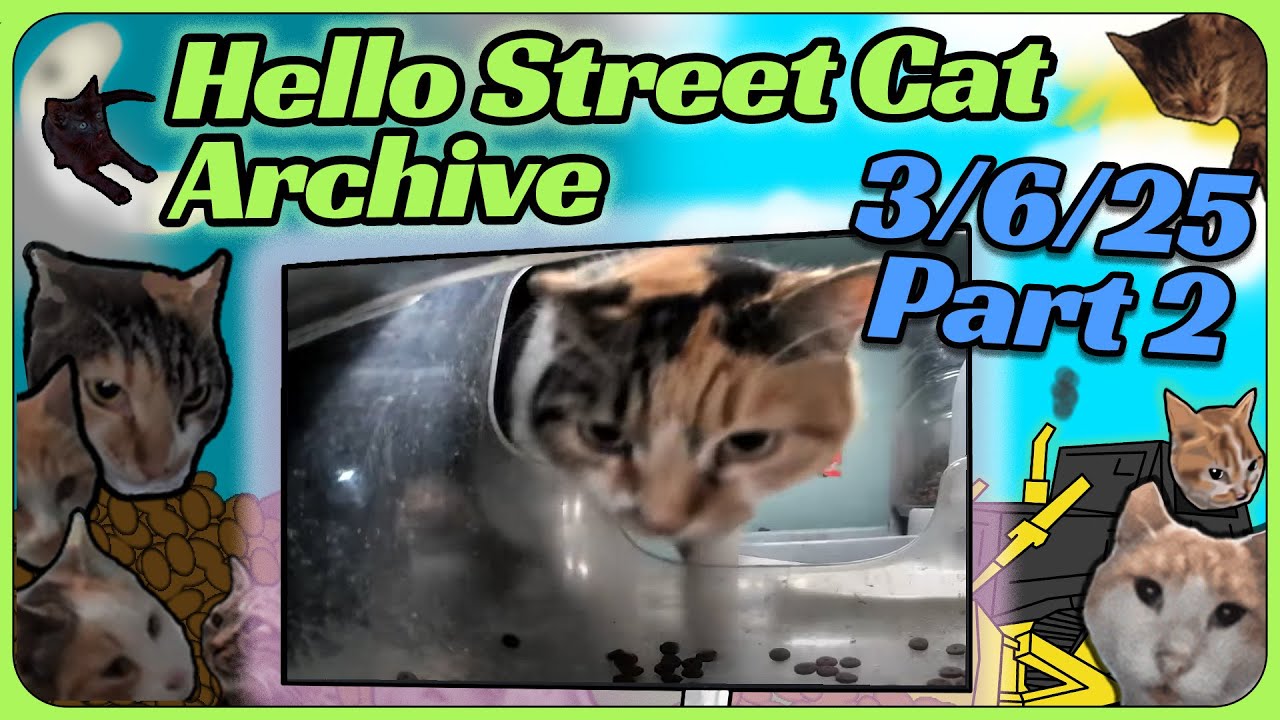 We Spotted Ms. Loop's Late Night Snack Session! Hello Street Cat ...