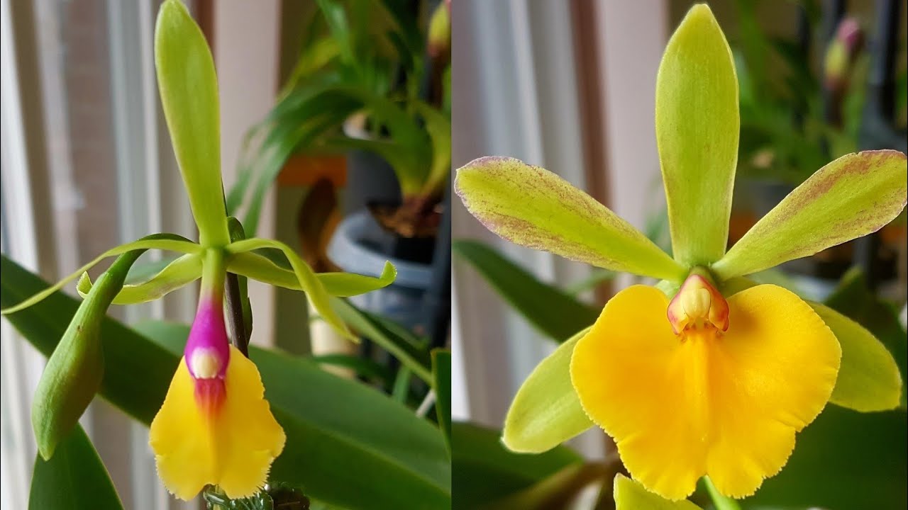 树兰开花了 Epc. Rene Marques 'Flame Thrower' and Epc. Rene Marques x Rth ...