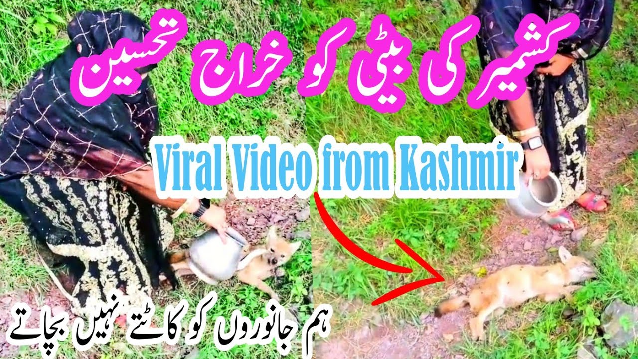A kashmiri women protect and save the Lives of Fox cub in Kashmir ...