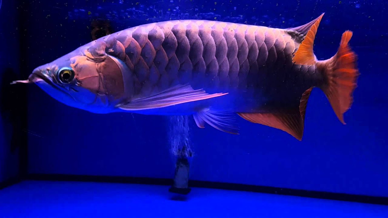 PD. RDC Arowana collection of Indonesian super red - YouTube