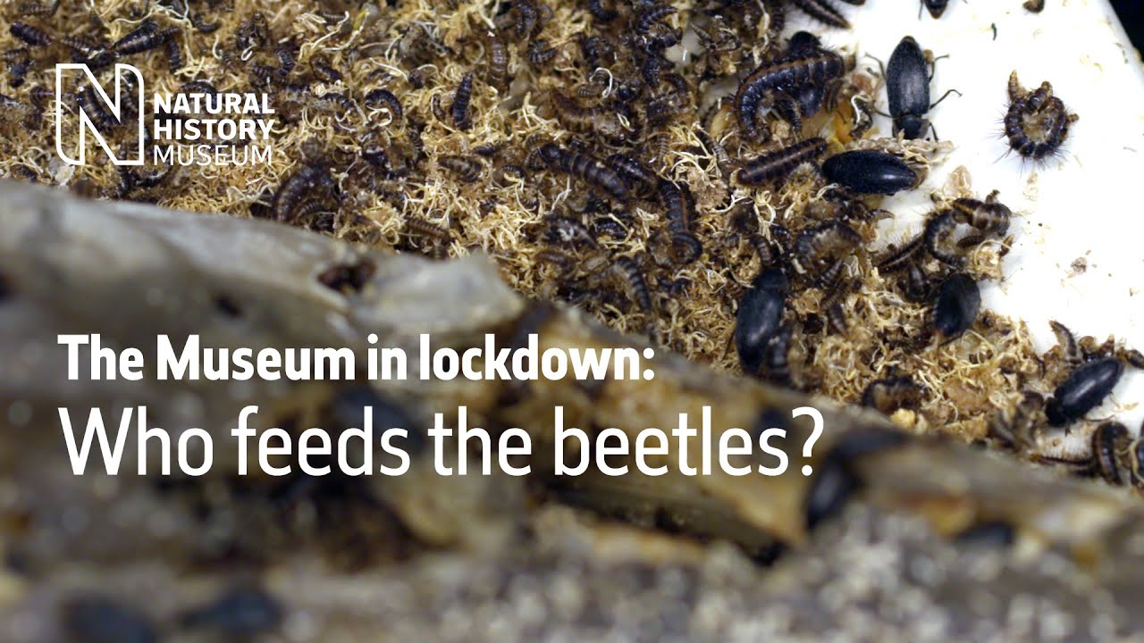 The Museum in Lockdown: Who feeds the beetles | Natural History Museum ...