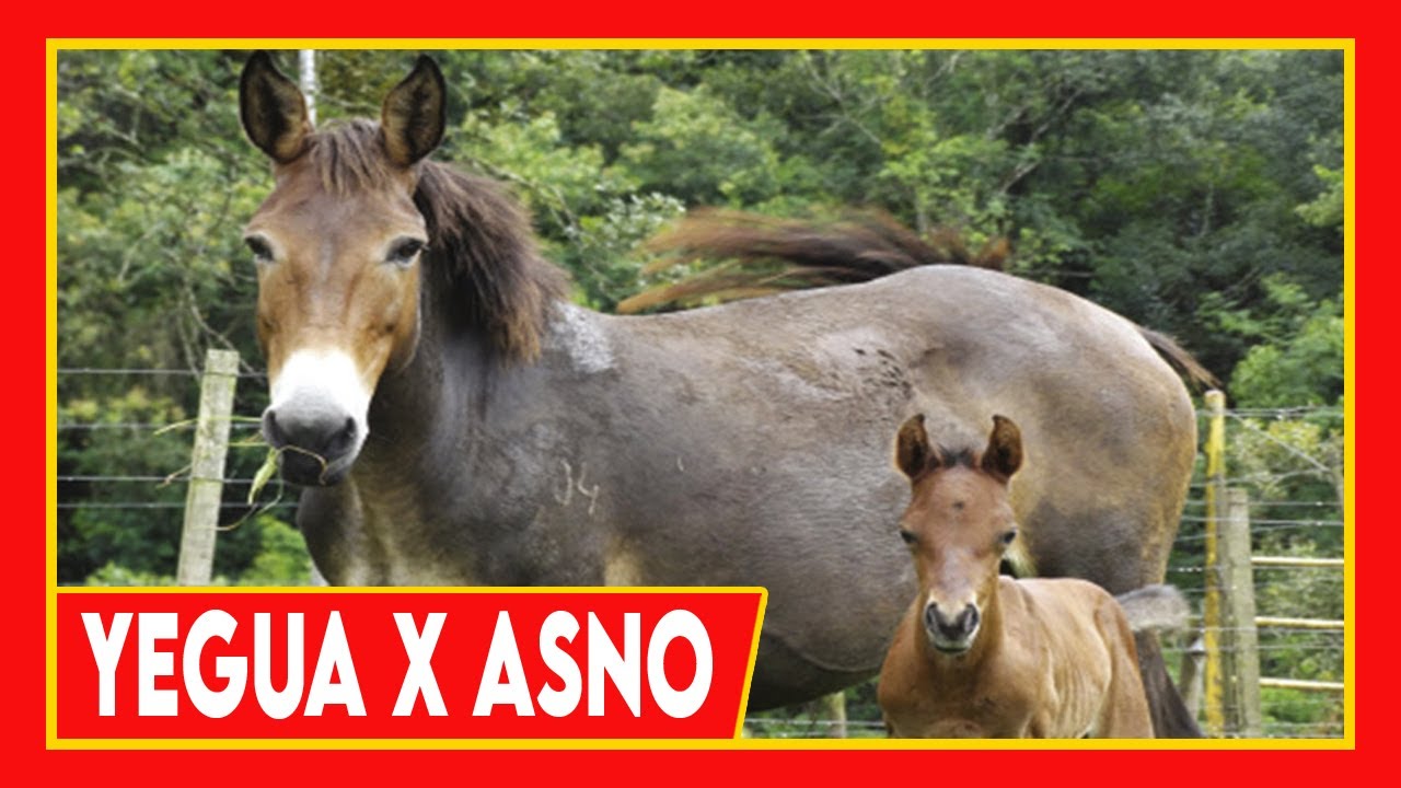 🔴 MULA Es El Resultado Del Cruce De Yegua Y Asno - YouTube