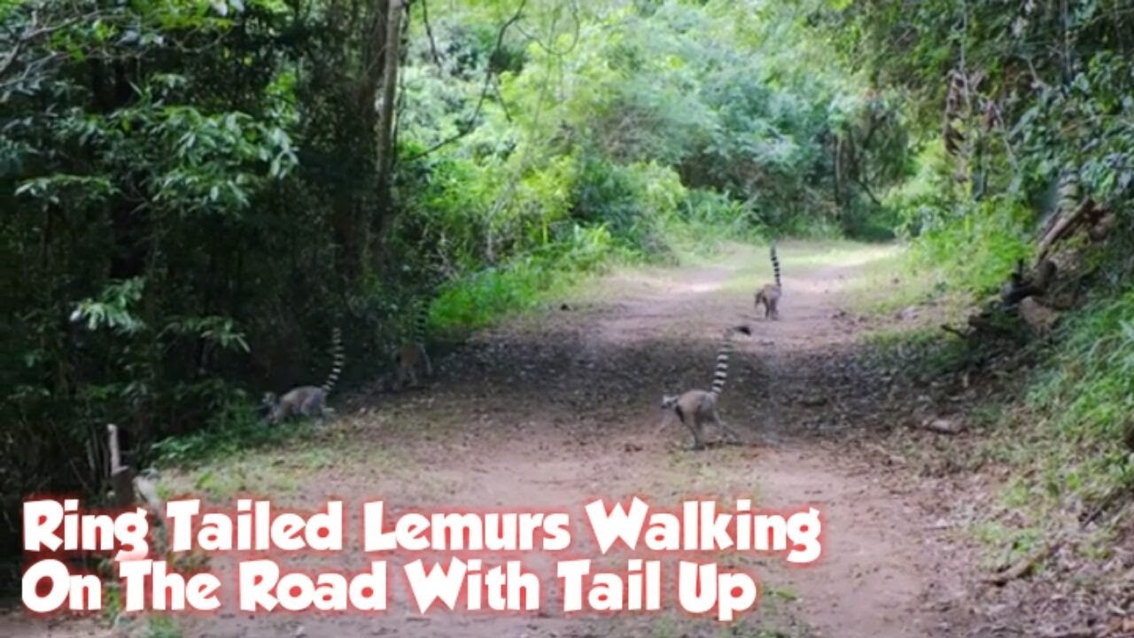 Ring Tailed Lemurs Walking On The Road With Tail Up - YouTube