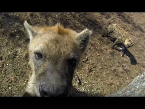 Hyena Steals a GoPro! | The Lion Whisperer - YouTube