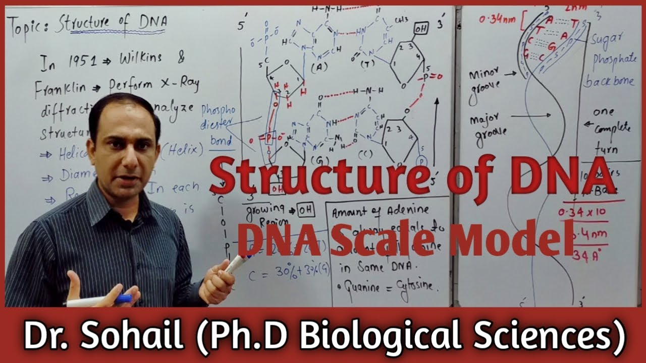 Structure of DNA | DNA Scale Model | Watson & Crick Model | 11th ...