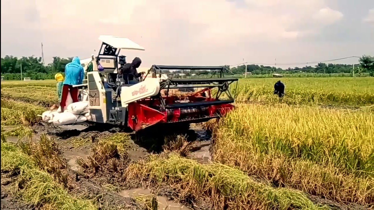 Combine Harvester Bimo 102L di lahan Lumpur - YouTube