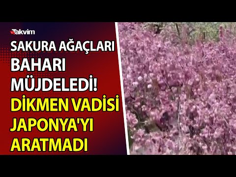 Sakura ağaçları baharı müjdeledi... Dikmen Vadisi Japonya'yı aratmadı