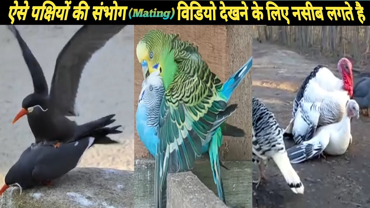 birds mating how to birds love How do birds mate? Birds mating birds ...
