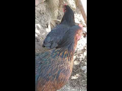 TAVUKLARDA İBİK KARARMASI VE MORARMASI NEDEN OLUR? TAVUKLARDA İÇ PARAZİT BELİRTİLERİ (KANLI İSHAL)