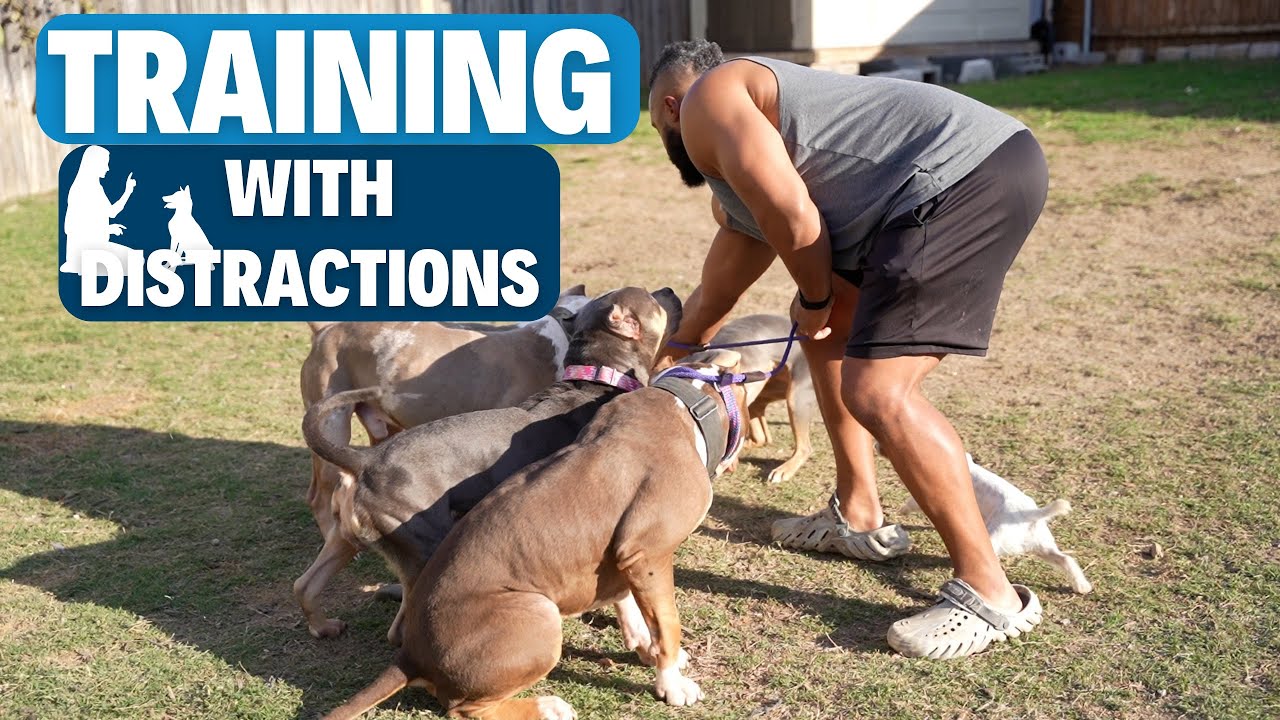 Training with Distractions (Dog Training) - YouTube