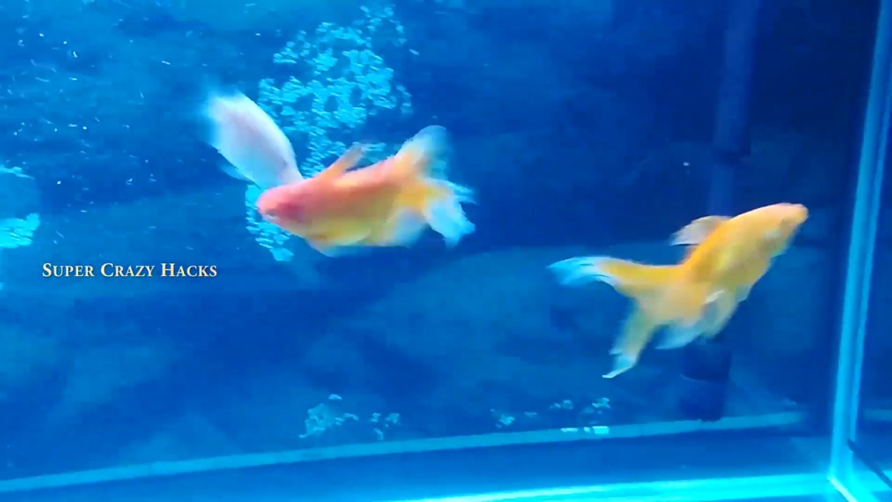Aquarium Goldfish Swim | Gold Fishes Swimming In Aquarium | Super Crazy ...