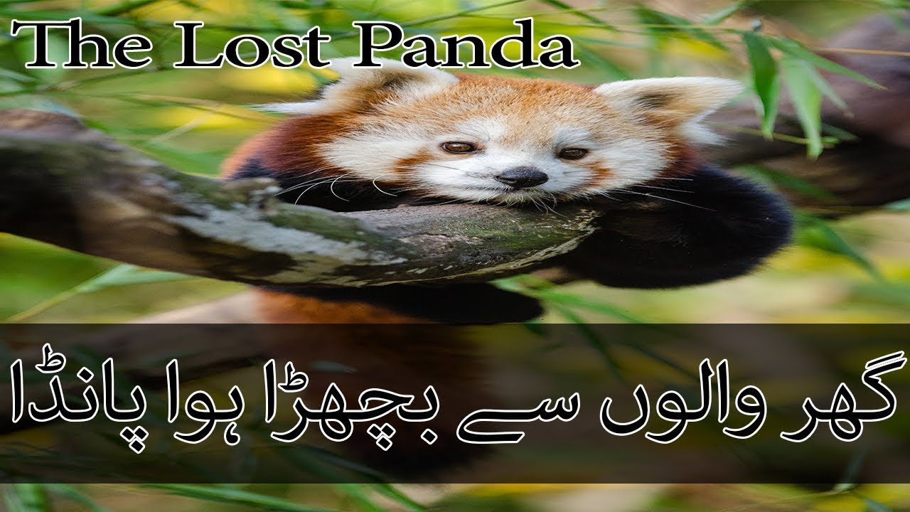 When Someone is Departed- Lost panda together we find - YouTube