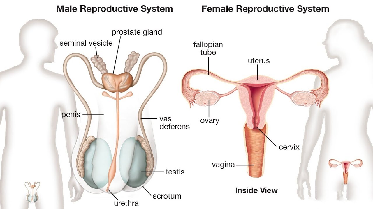 secondary-sex-organs-l-dr-md-razi-ahmed-l-gob-youtube