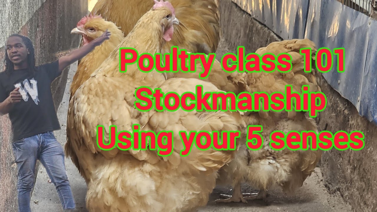 Poultry master class 101. Good stockmanship - YouTube