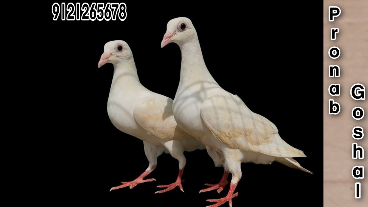 2 Kalanka pigeons successfully delivered to Pronab Goshal bhai ...