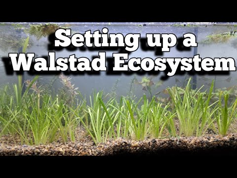 How to set up a Walstad Method Ecosystem Aquarium step by step #walstad ...