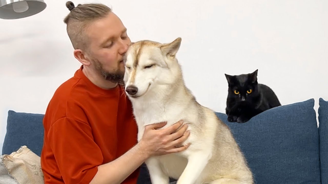Six Dogs And Cats Require Hugs! Cutest Huskies and Cats - YouTube