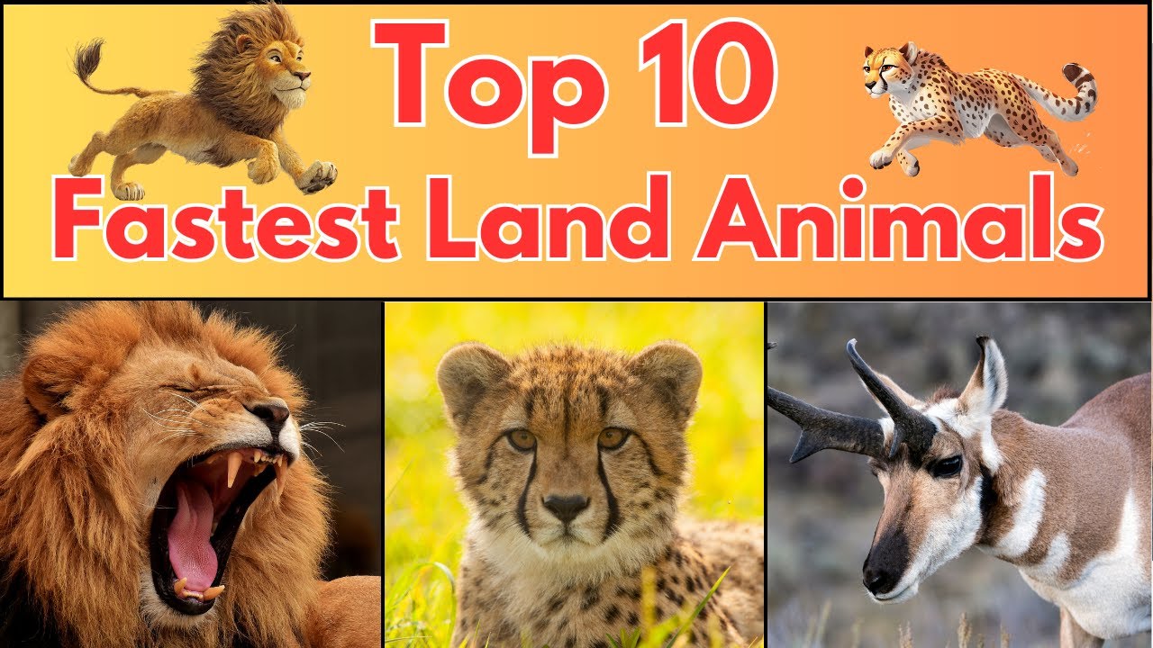 Top 10 Fastest Land Animals | Fun Animal Facts for Kids - YouTube
