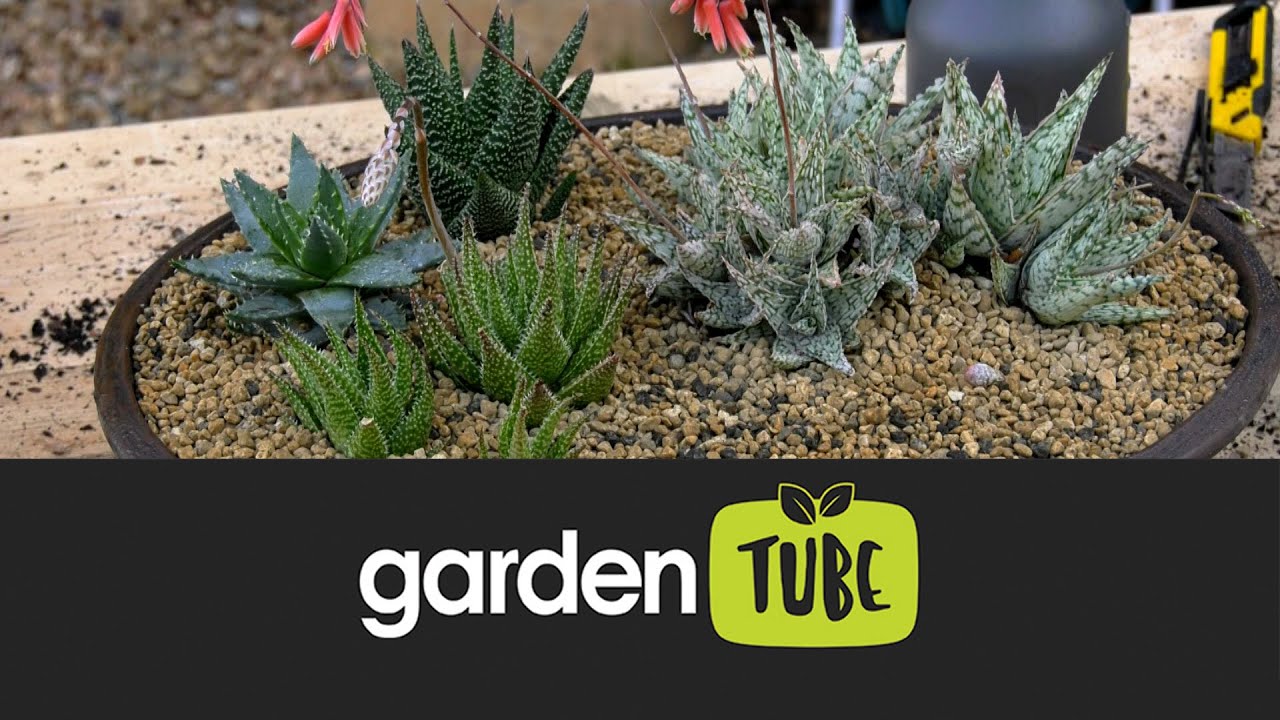 How To Plant Up Some Mini Aloes - YouTube