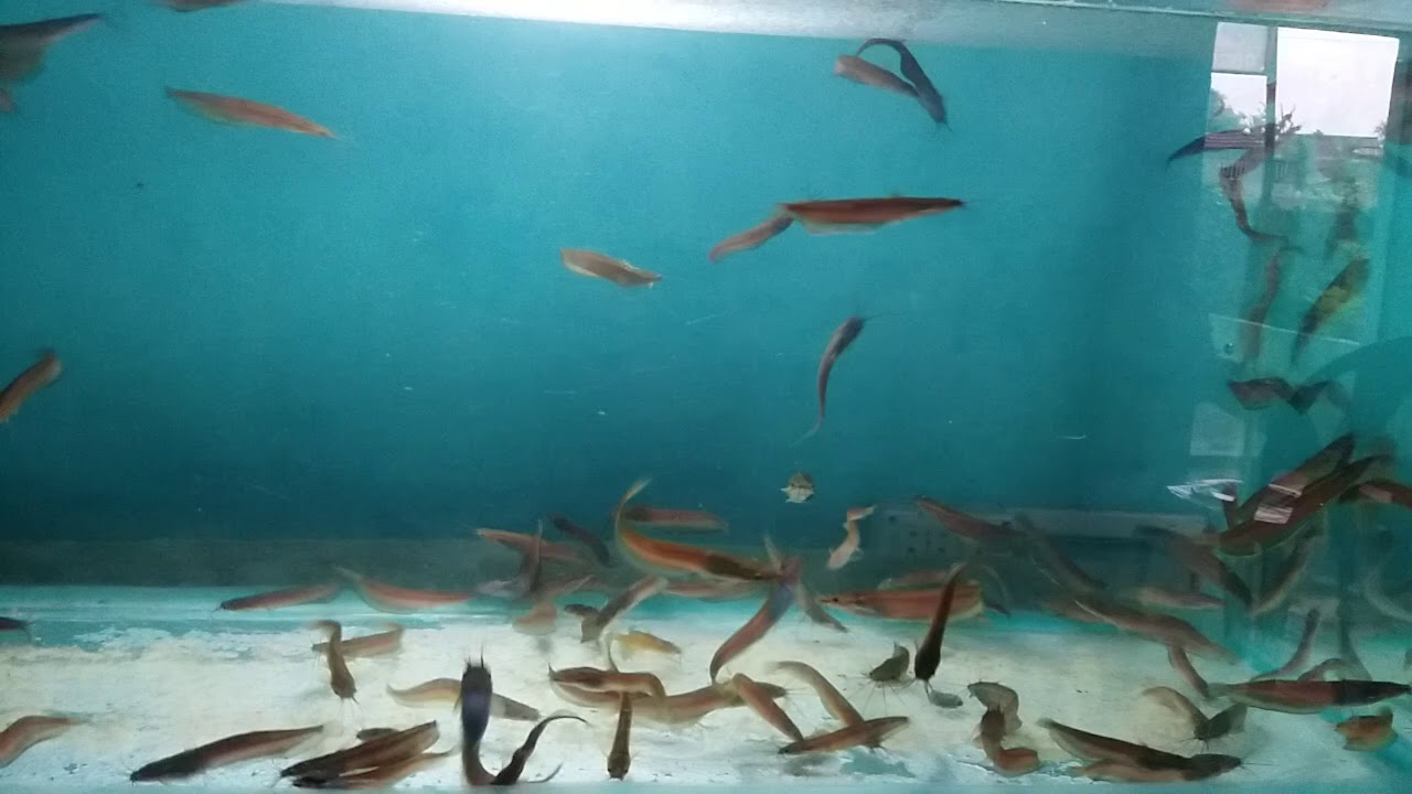 Singhi fish seed sample for bio floc, sujapur, kaliachak, malda ...