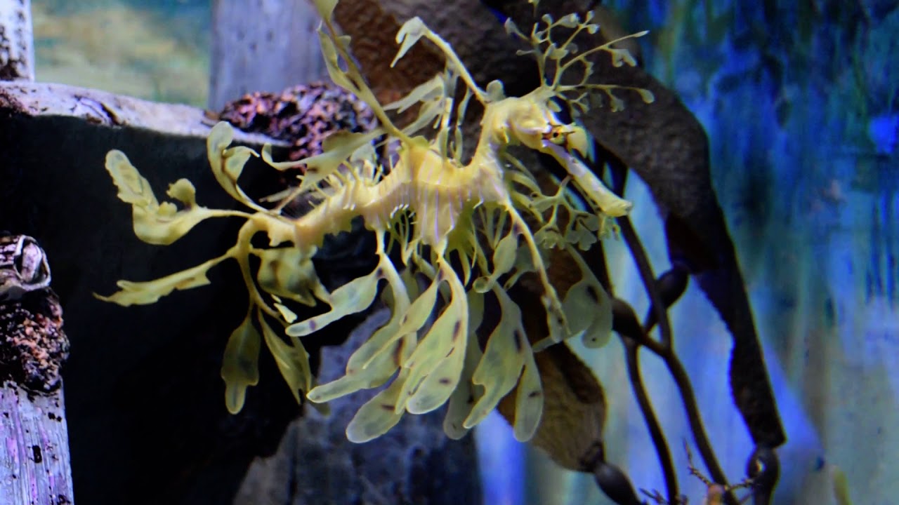 Phycodurus eques. SENTOSA SEA AQUARIUM, SINGAPORE. ACUARIO DE SENTOSA ...