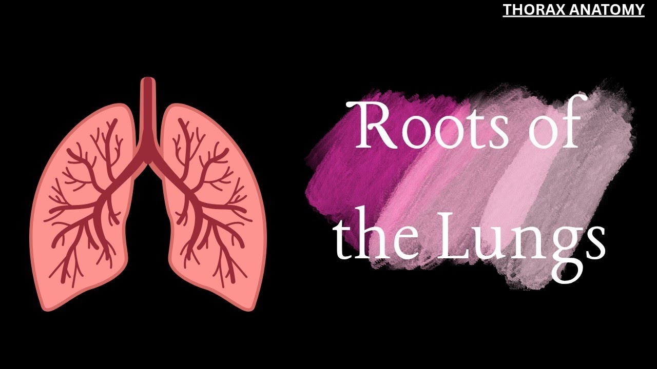 Roots of the Lungs || Thorax Anatomy - YouTube