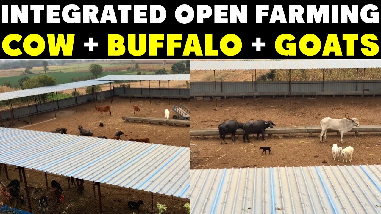 Integrated Farming System | COW + BUFFALO + GOAT Farming Together - YouTube