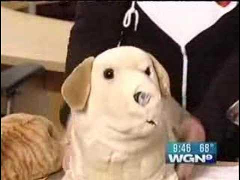 Pet CPR and First Aid - YouTube