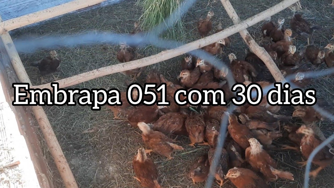 Embrapa 051 com 30 dias / Pintainhas embrapa/ galinha poedeira. - YouTube
