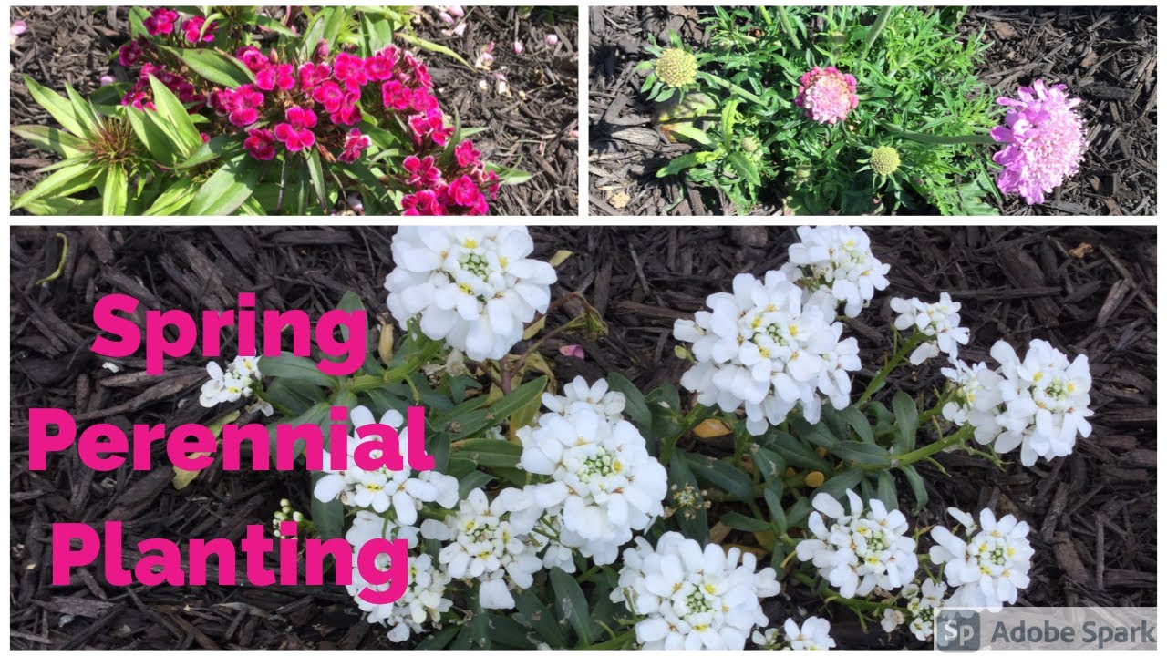 Spring Perennial Garden Planting & Planning in a Zone 6B - YouTube
