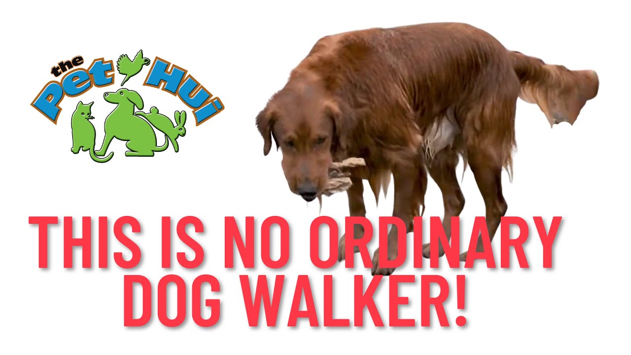 Paws on Path Adventures: Oahu Pet Service - YouTube