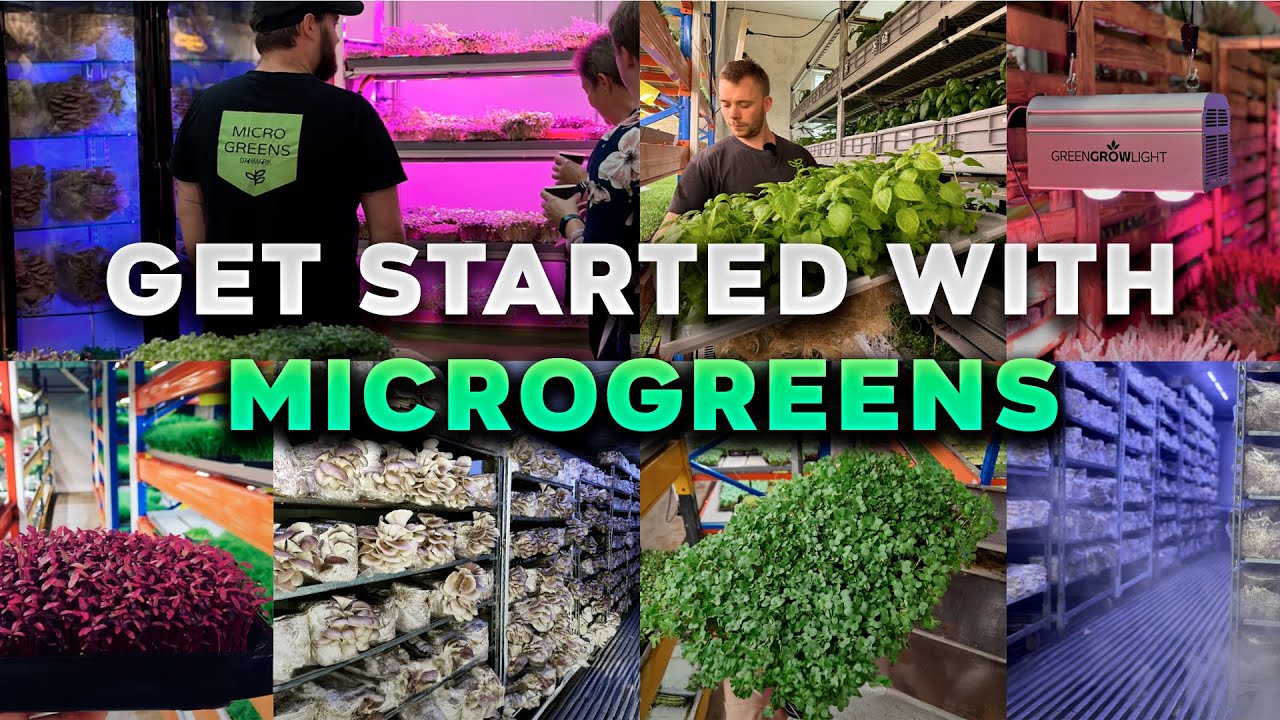 Get Started With Growing Micro Greens - YouTube