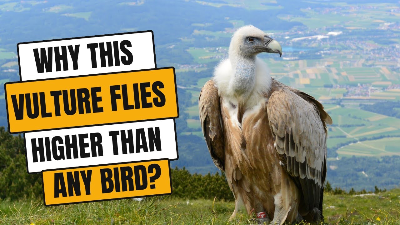 Why This Vulture Flies Higher Than Any Other Bird? - YouTube
